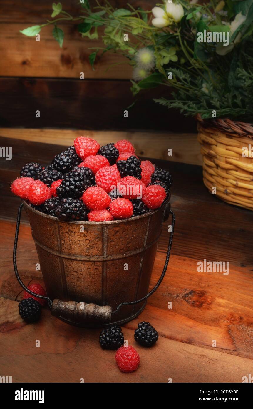 Fresh picked blackberries and raspberries in a galvanized pail on a ...