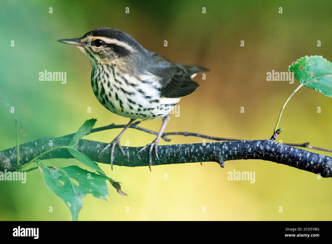 Northern waterthrush during early fall migration Stock Photo - Alamy