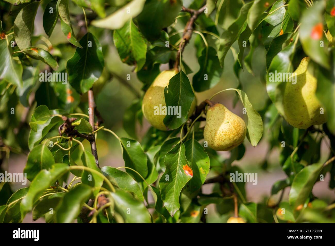 Ripe Pears on tree in fruit garden Stock Photo - Alamy