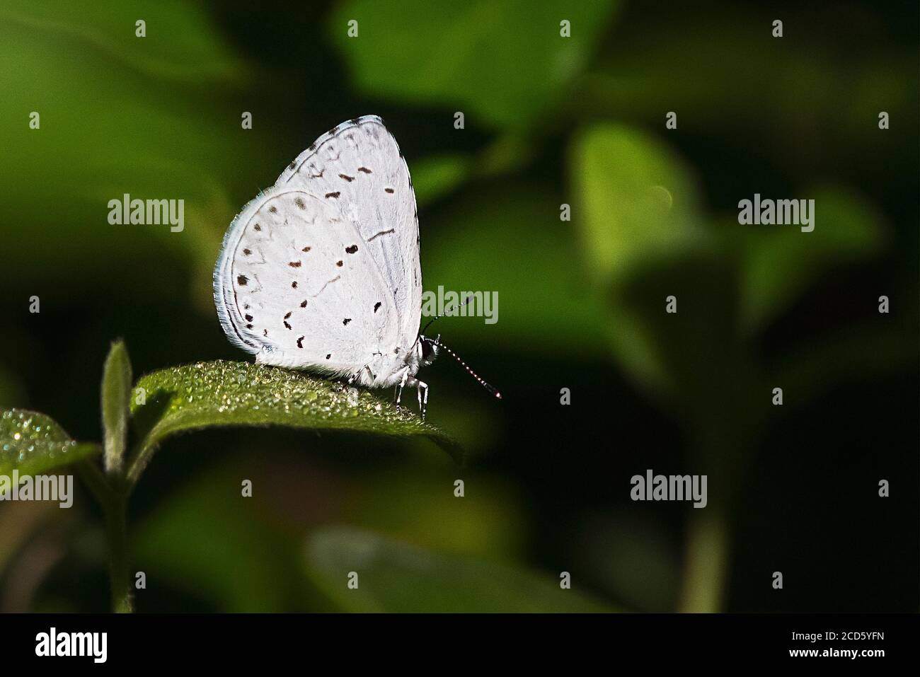 Summer azure butterflies hi-res stock photography and images - Alamy