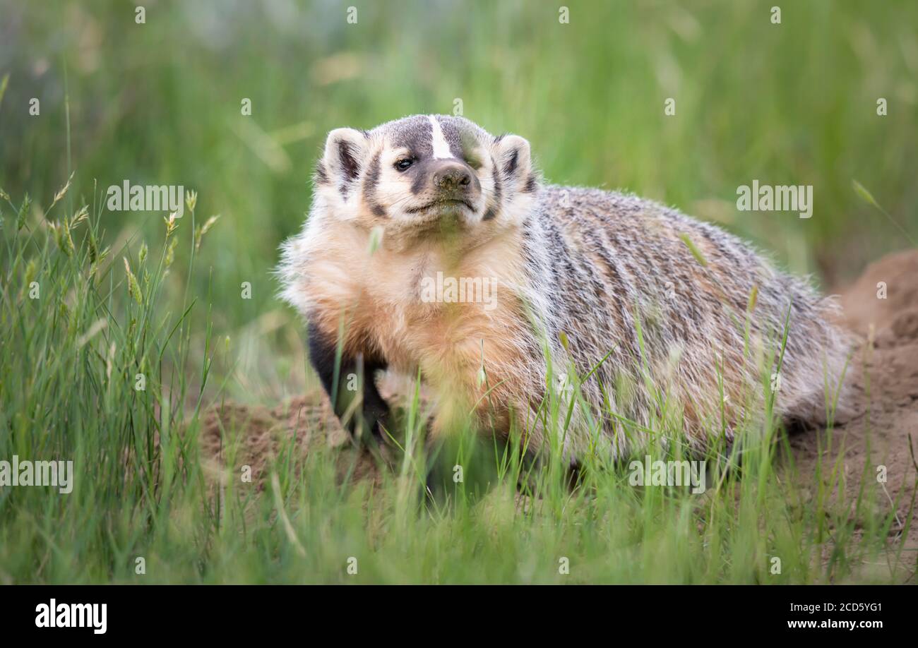 Badger in the Canadian prairies Stock Photo - Alamy