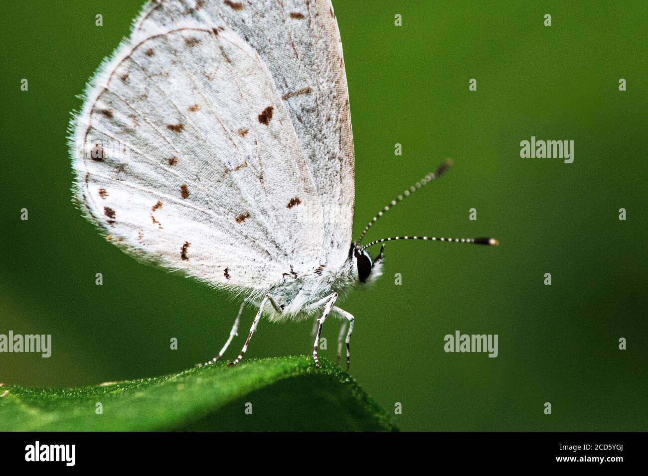 Summer azure butterfly close up Stock Photo - Alamy