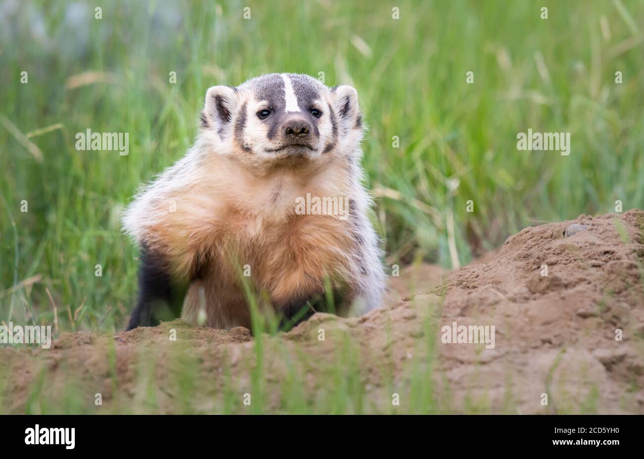 Badger in the Canadian prairies Stock Photo - Alamy