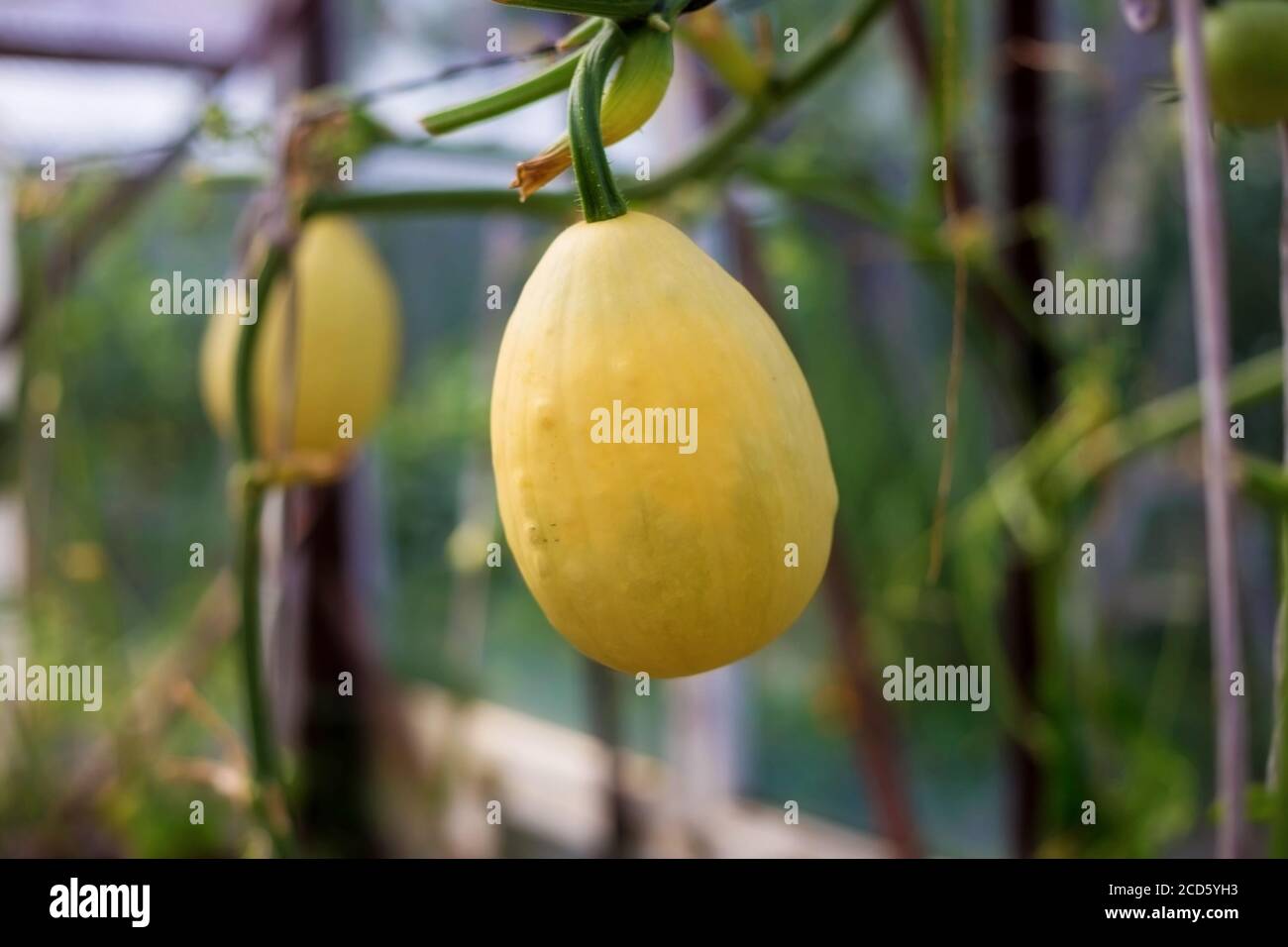 Small decorative pumpkin hanging on tree branches Stock Photo - Alamy