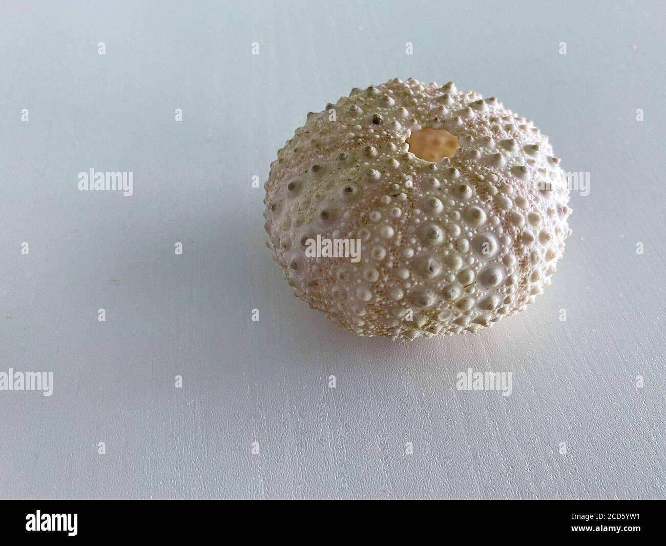 The shell of a sea urchin found underwater Stock Photo - Alamy