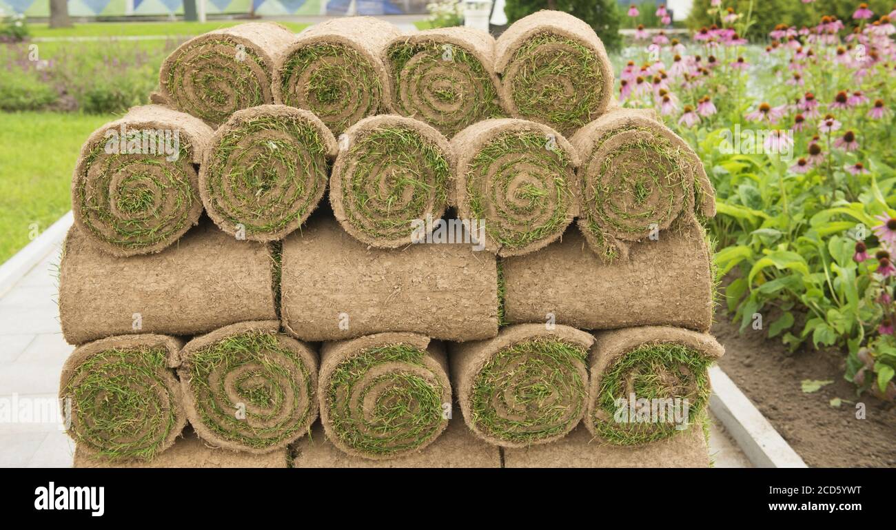 The rolled grass lawn closeup is ready for laying Stock Photo - Alamy