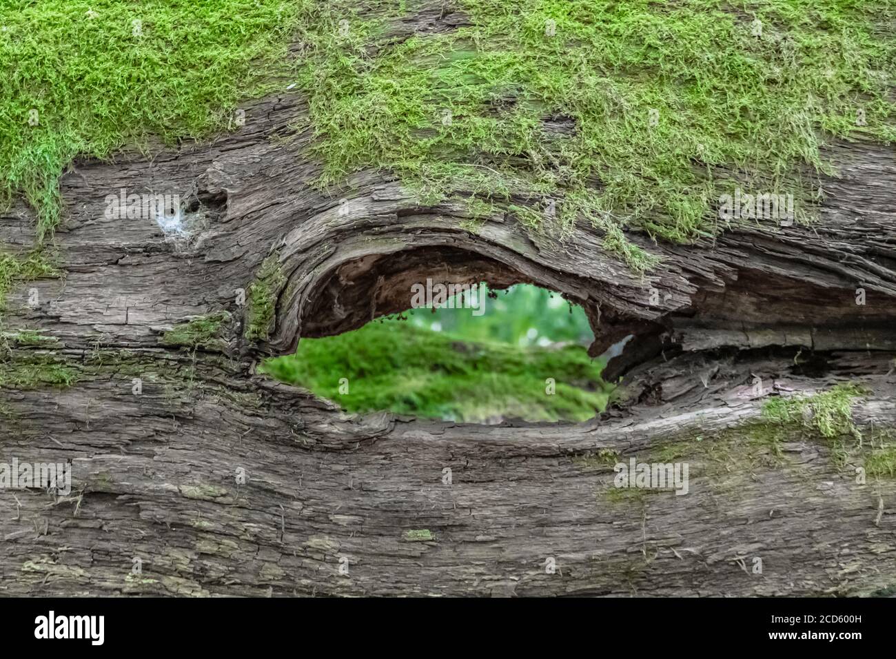 Whole tree and roots hi-res stock photography and images - Alamy