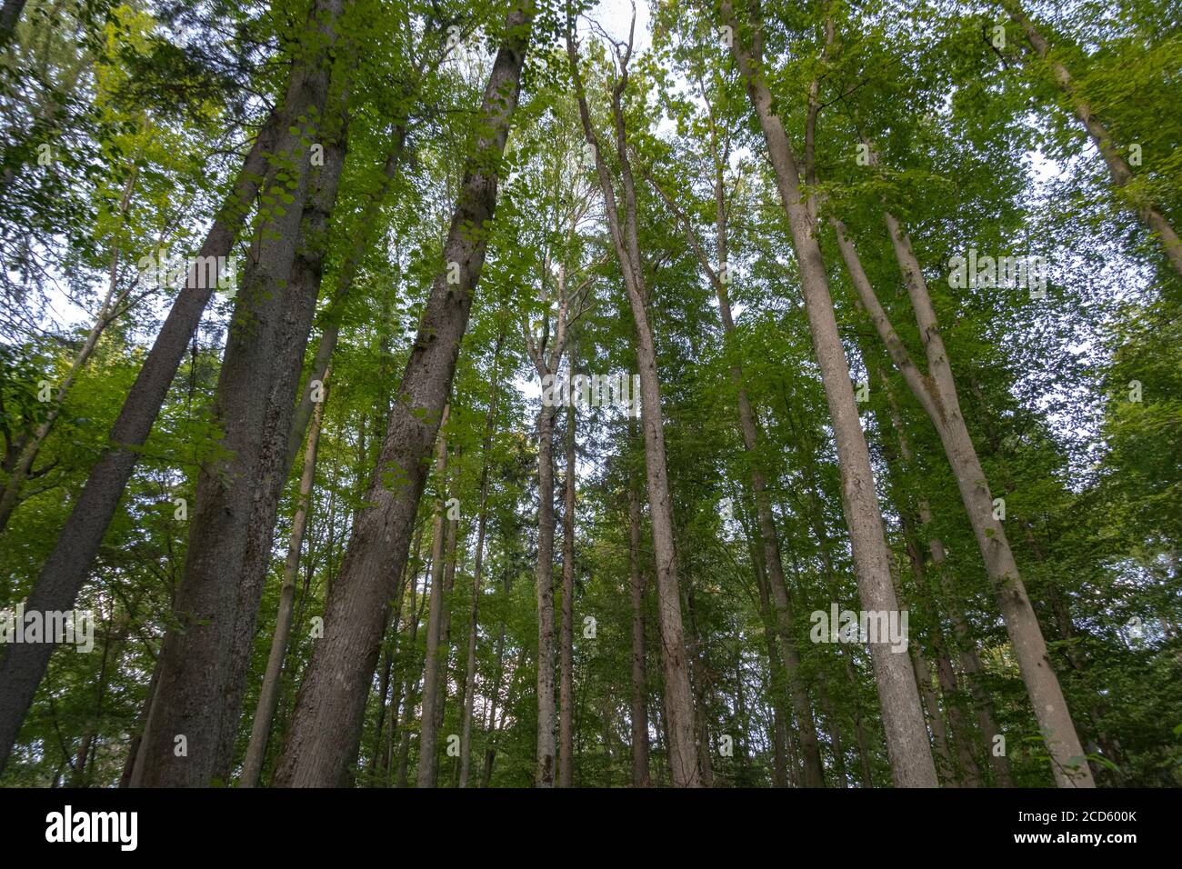 High dense hi-res stock photography and images - Alamy