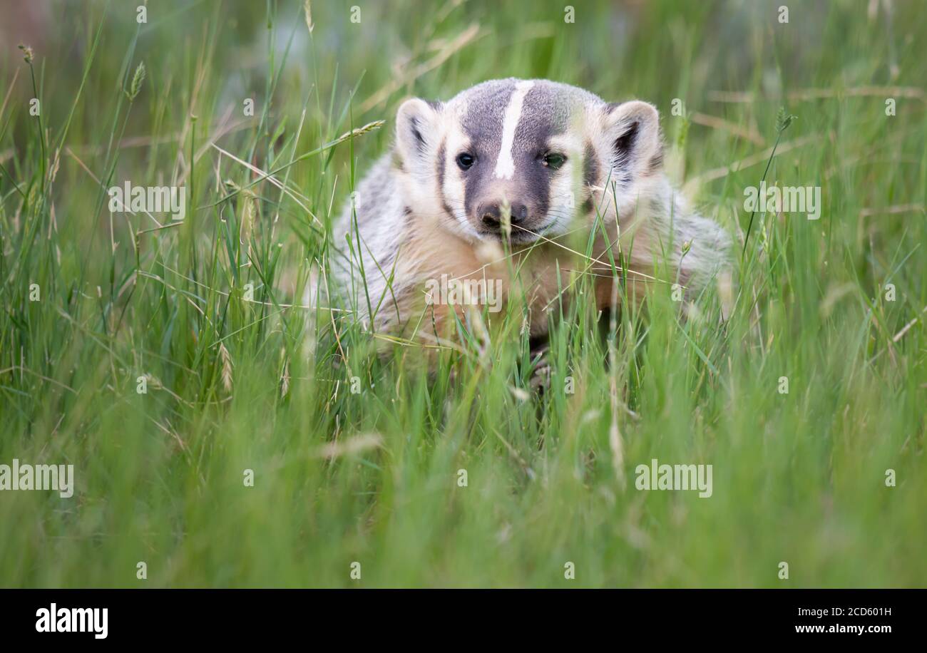 Badger in the Canadian prairies Stock Photo - Alamy