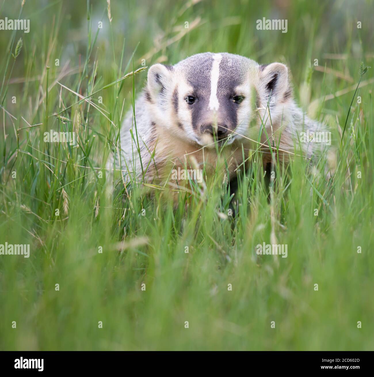 Badger in the Canadian prairies Stock Photo - Alamy