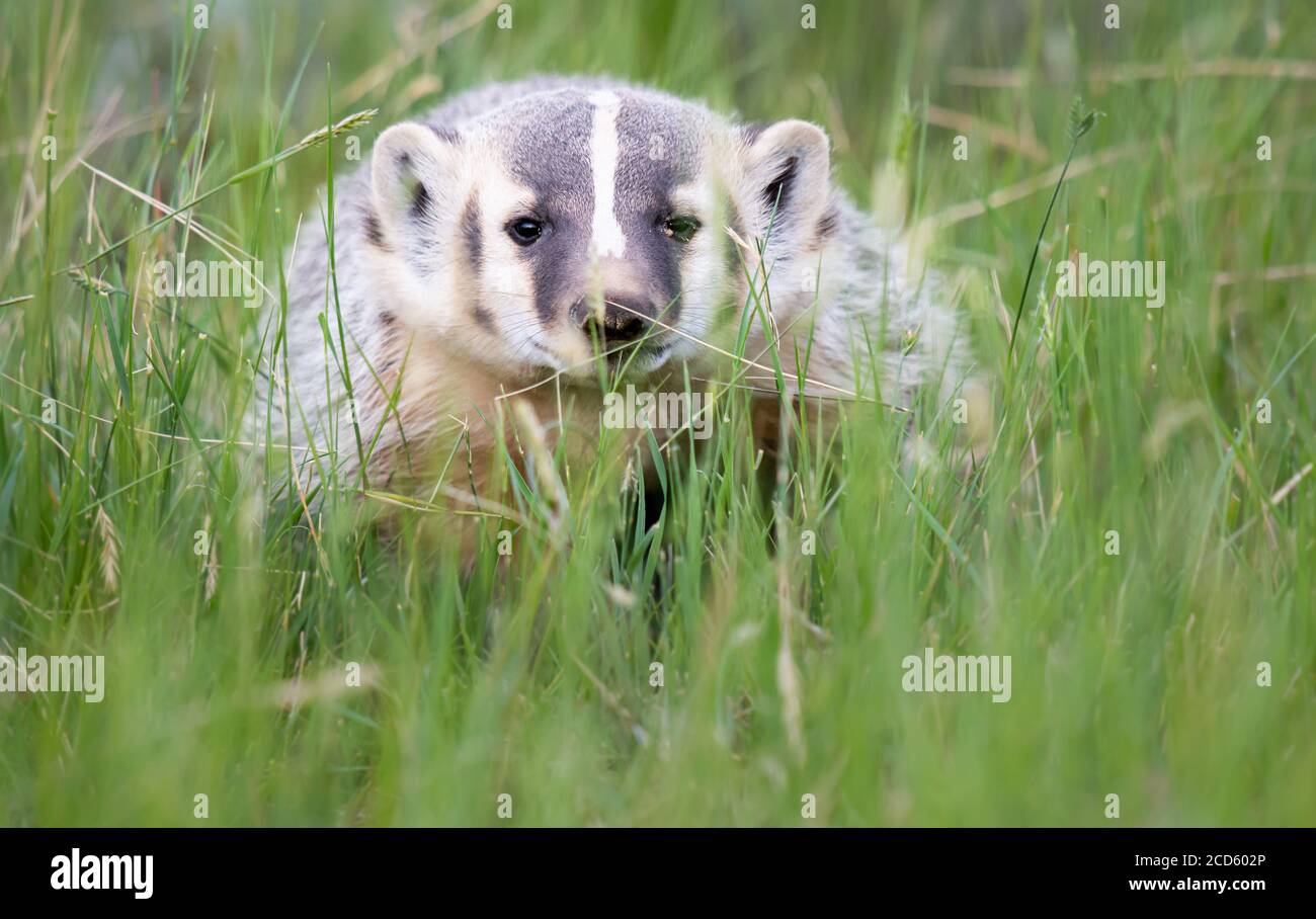 Badger in the Canadian prairies Stock Photo - Alamy