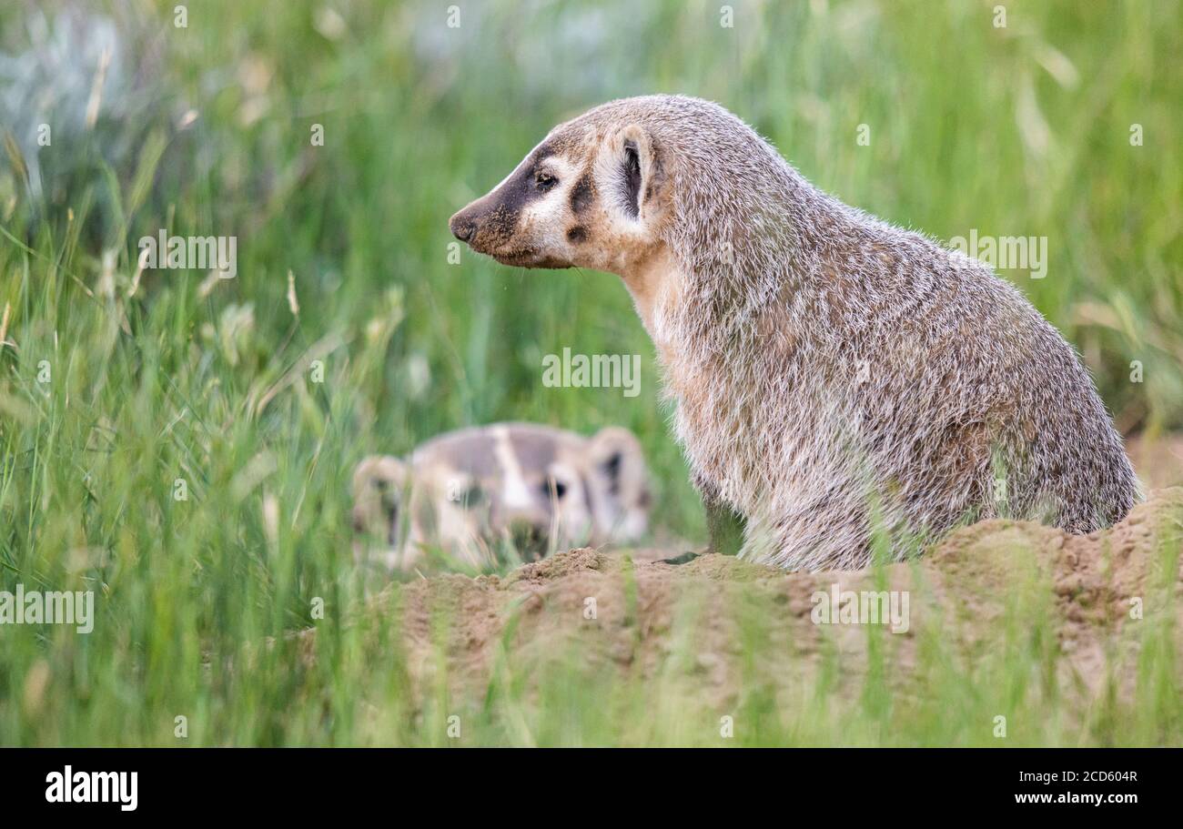 Badger in the Canadian prairies Stock Photo - Alamy