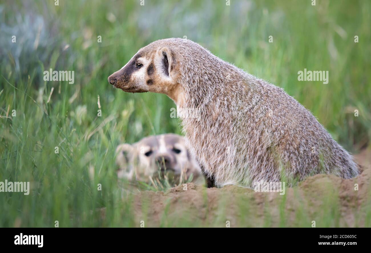 Badger in the Canadian prairies Stock Photo - Alamy
