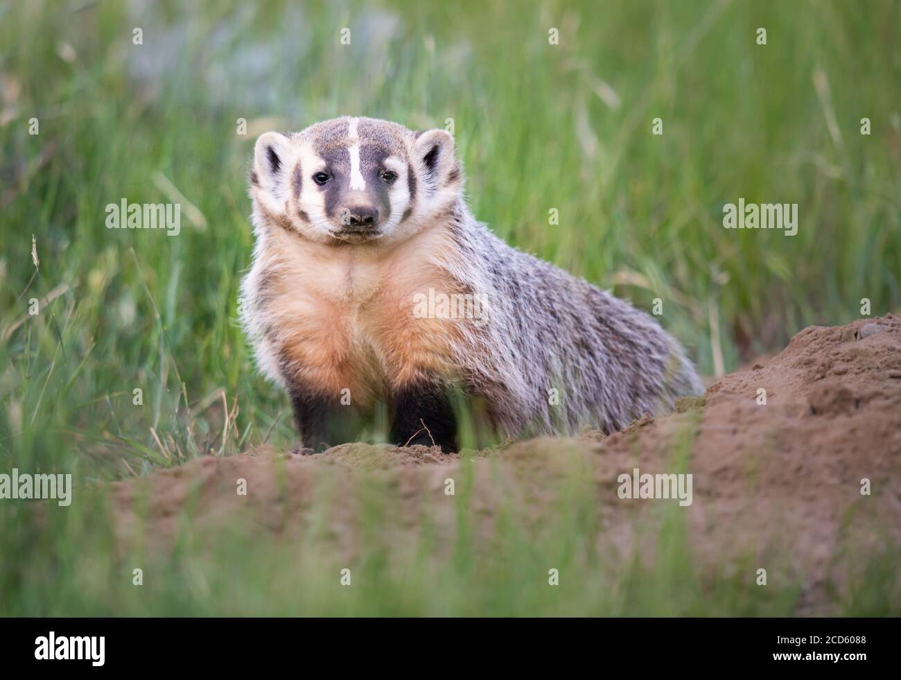 Badger in the Canadian prairies Stock Photo - Alamy