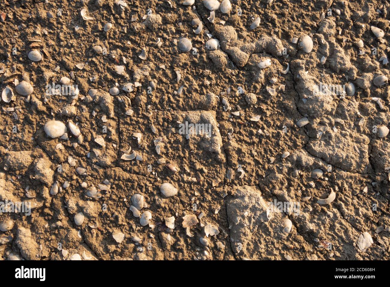 Background, salty soil, shells. Dry lake bottom Stock Photo - Alamy