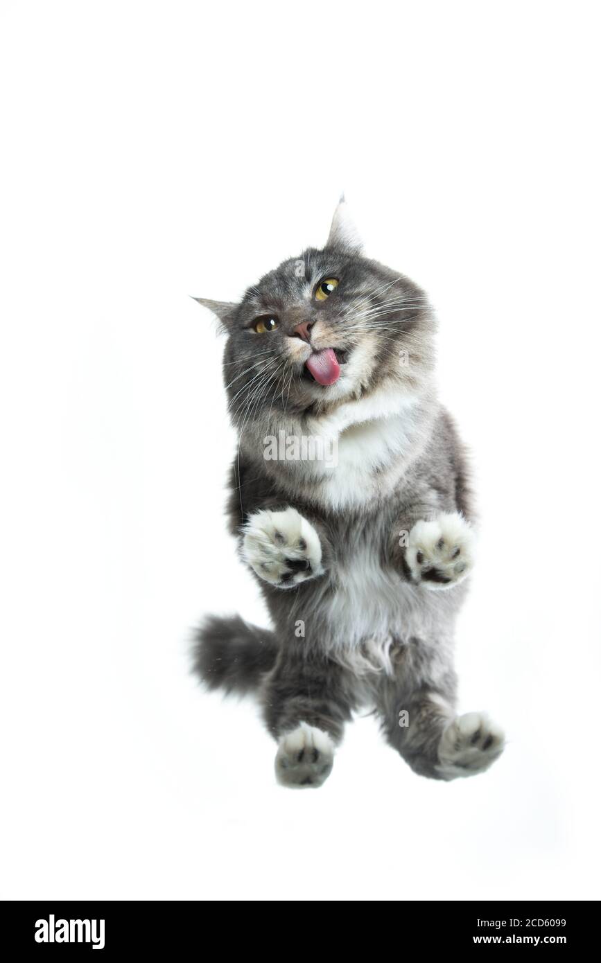 full length bottom up view of a cute blue tabby maine coon cat standing on glass pane licking it ...