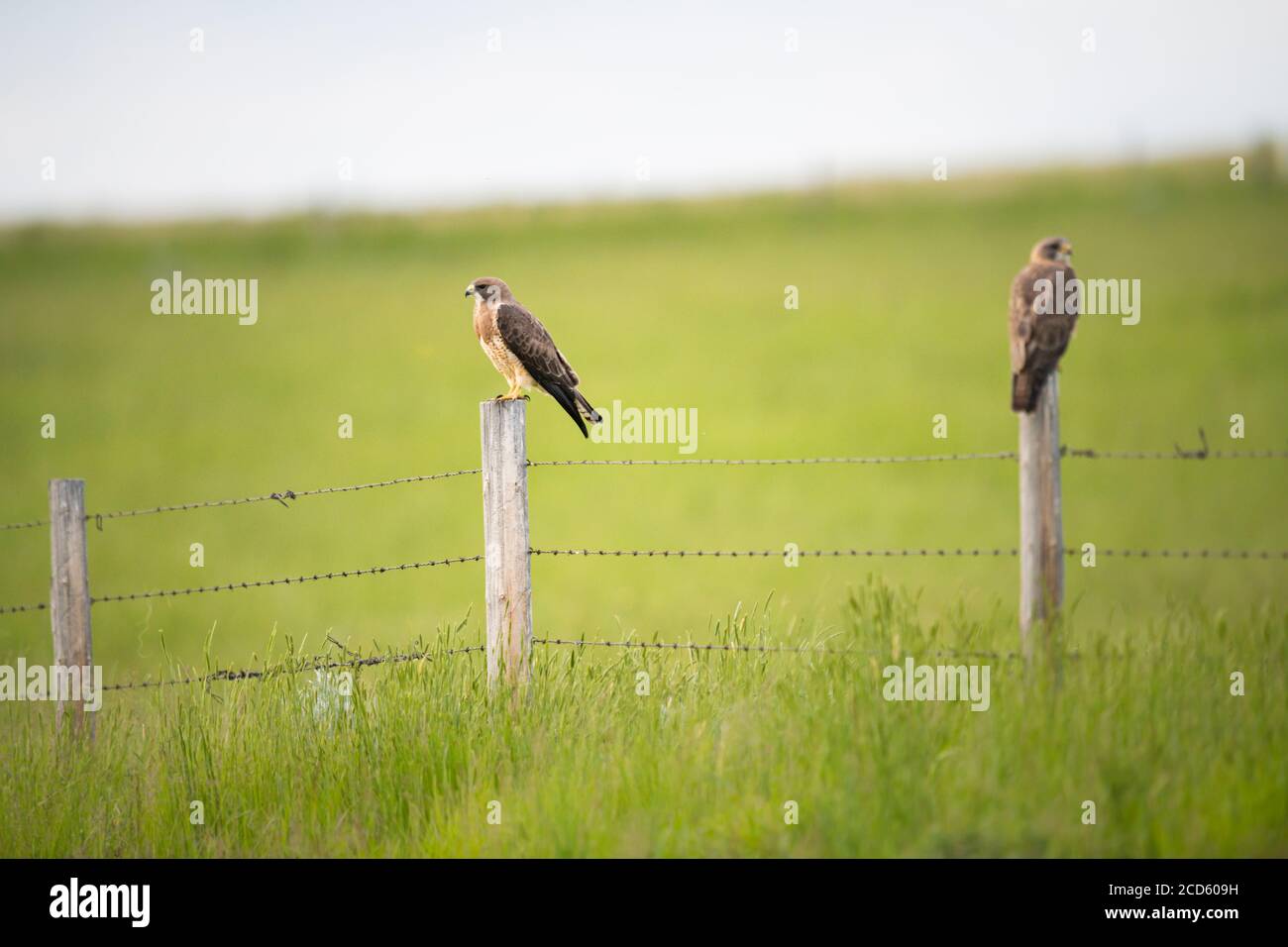 Hawk family in the prairies Stock Photo - Alamy
