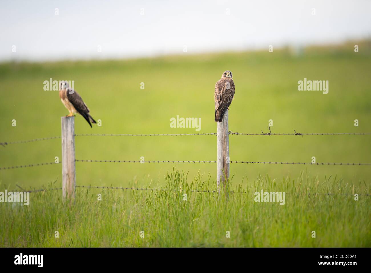 Hawk family in the prairies Stock Photo - Alamy