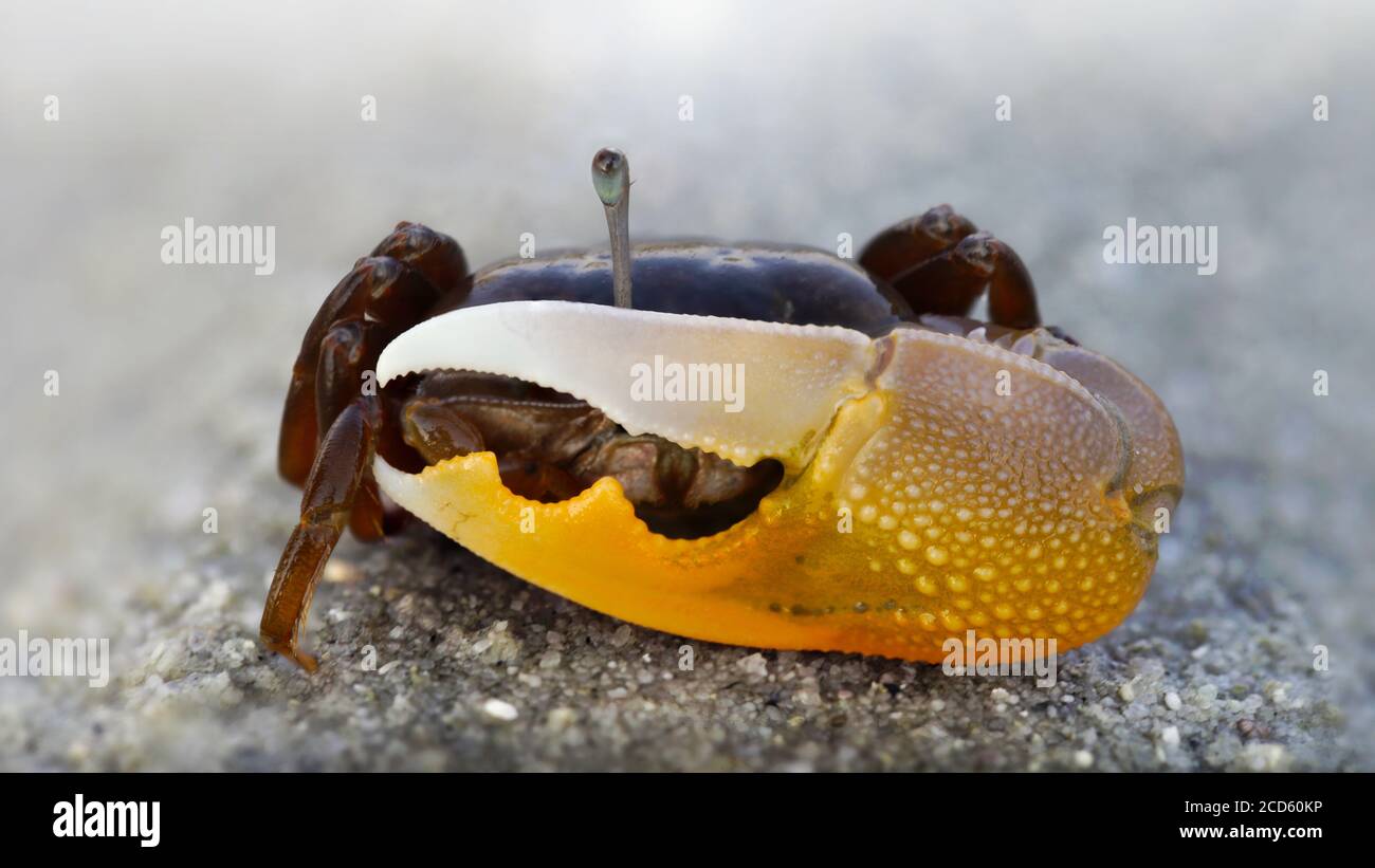 shy violinist crab hiding on the sand behind its giant orange claw ...
