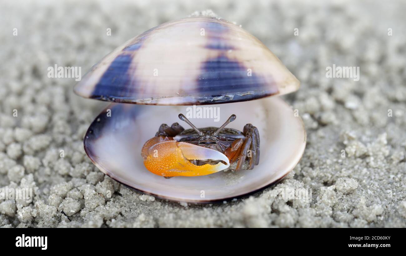 shy violinist crab with a big orange claw hiding in a shell on the sand ...