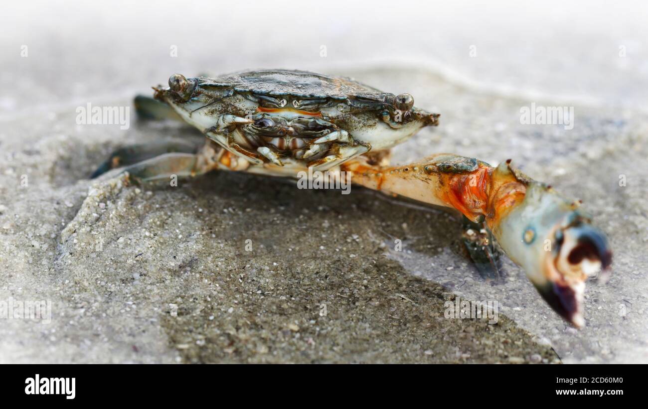 crab with a big claw about to fight on the sand. strong carapace for ...