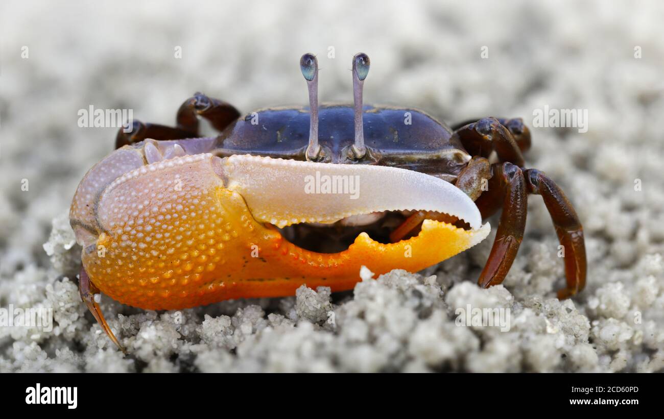 violinist crab on the sand. strong carapace for protection and a giant ...