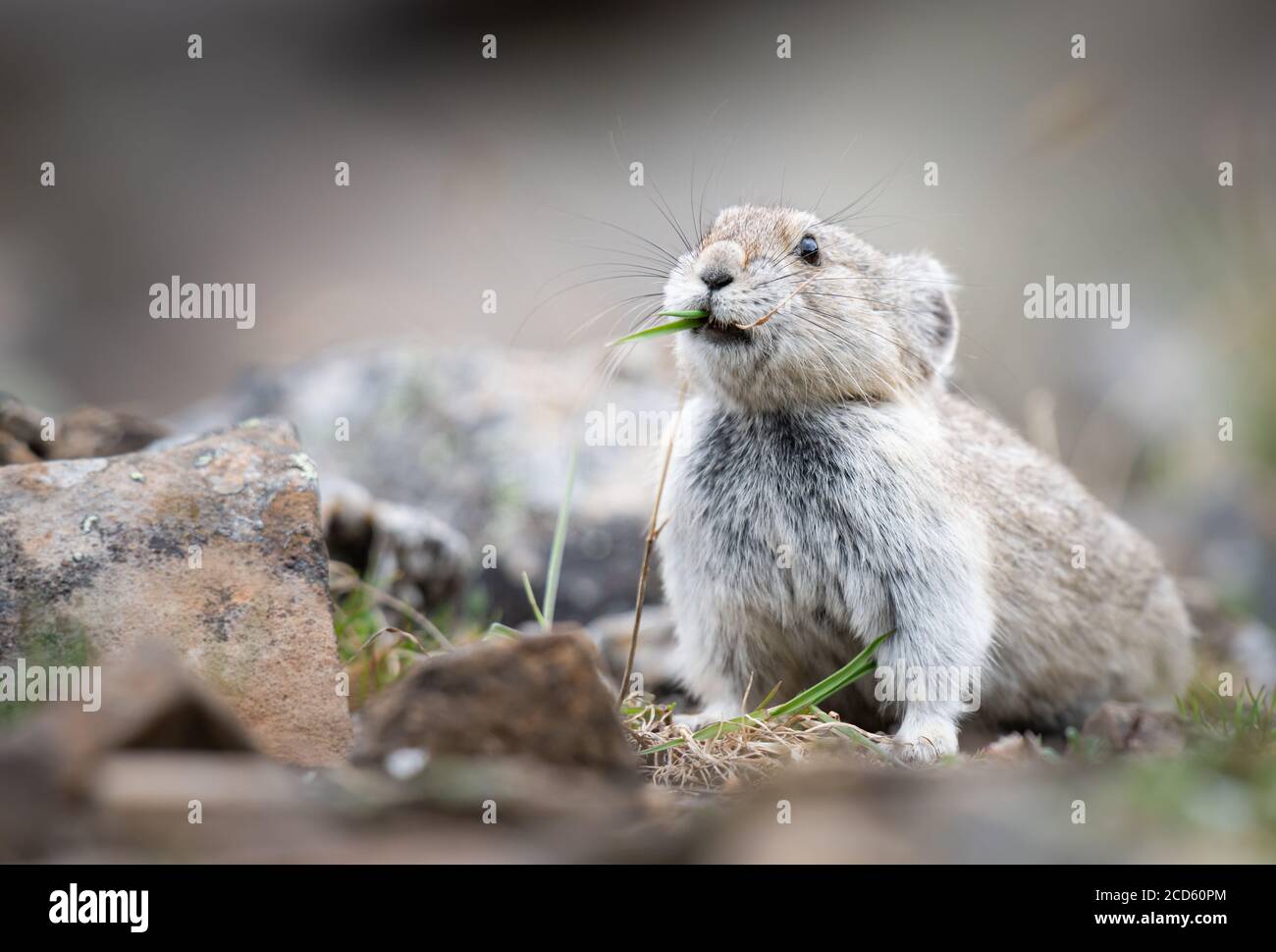 Pika on the rocks Stock Photo - Alamy