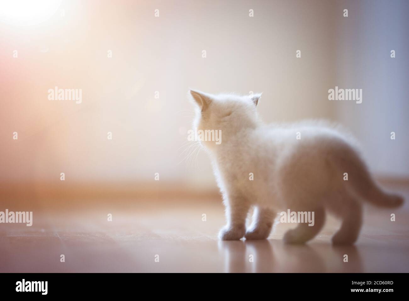 cute cream colored british shorthair kitten looking into the light ...