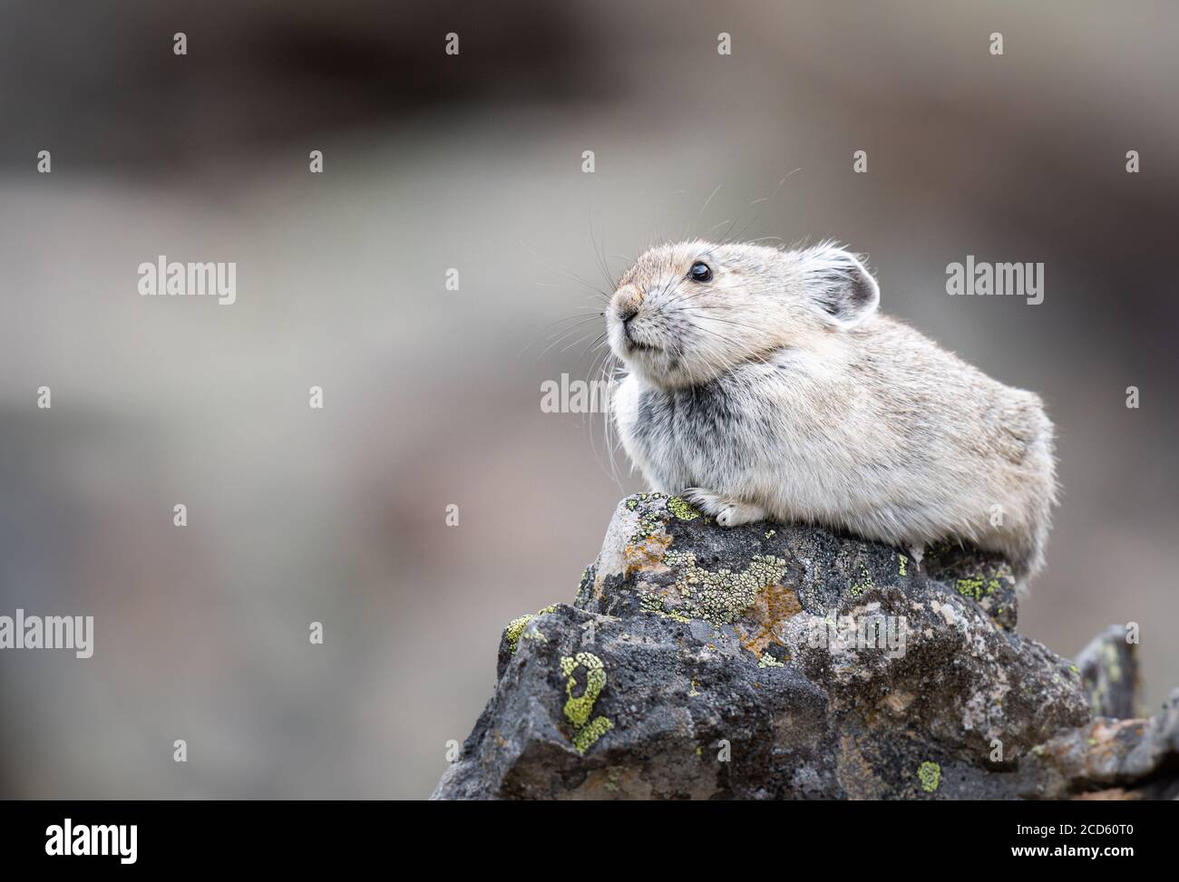 Pika in the Canadian alpine Stock Photo - Alamy