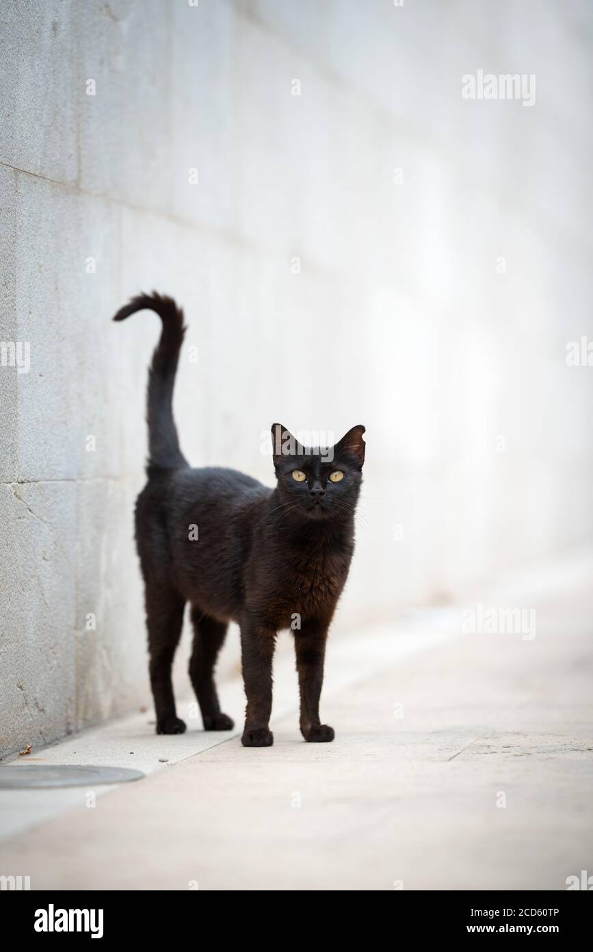 Tail notch hi-res stock photography and images - Alamy