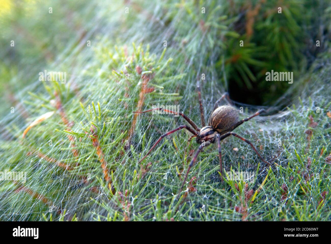 Brown Recluse Funnel Web