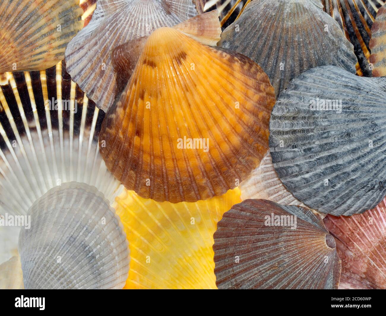 Lots of animal hi-res stock photography and images - Alamy