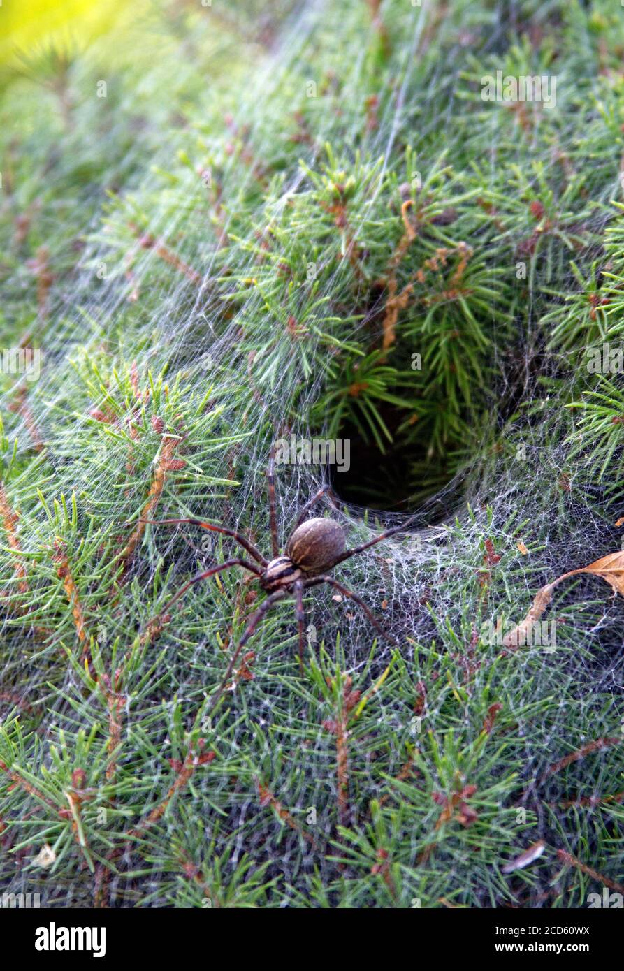 Close up of a venomous funnel web spider leaving its funnel like web ...