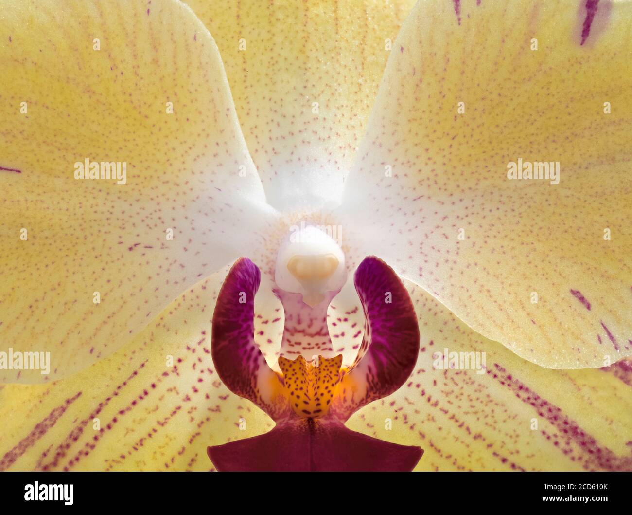 Red and yellow orchid hi-res stock photography and images - Alamy