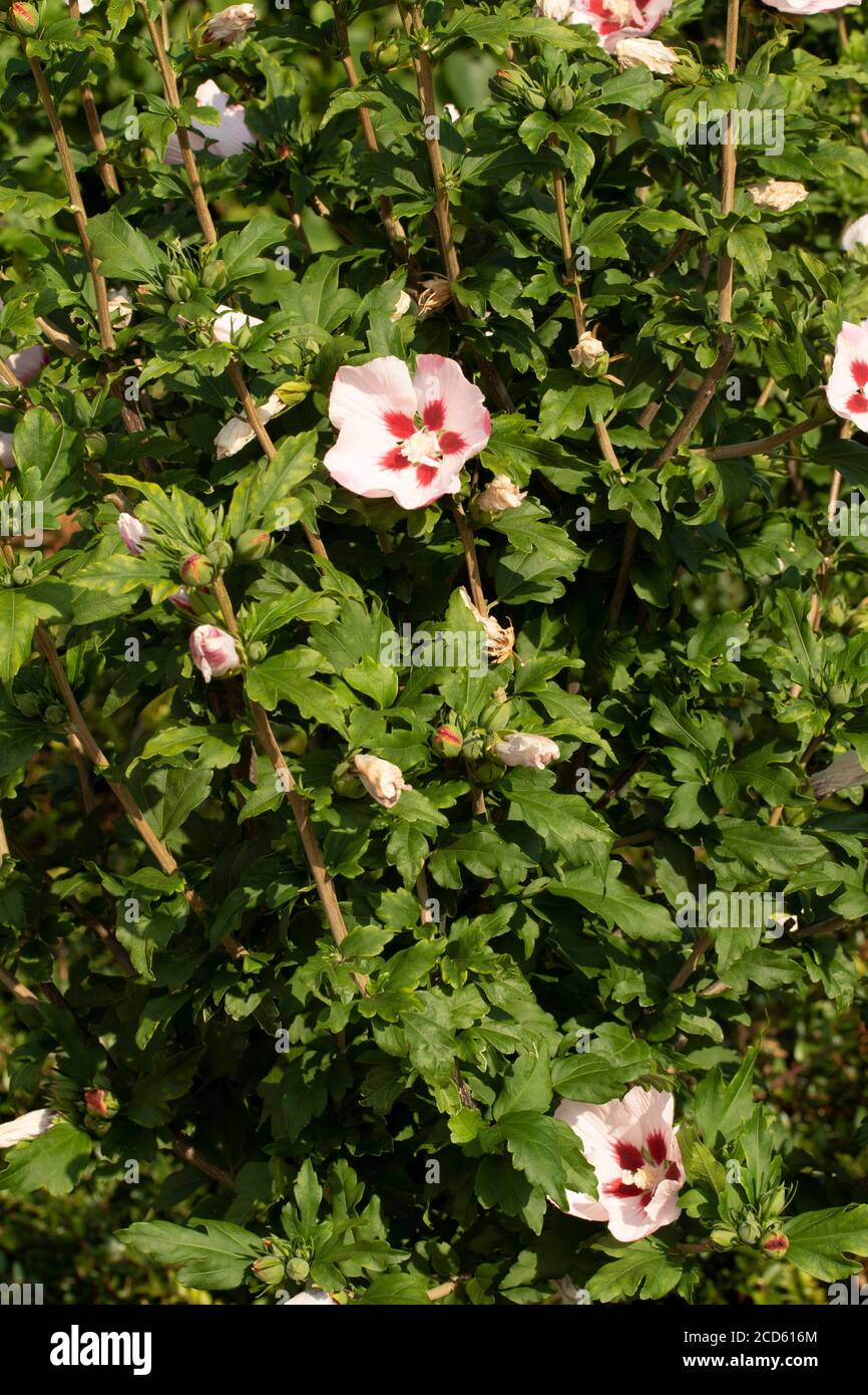Hibiscus hamabo hi-res stock photography and images - Alamy