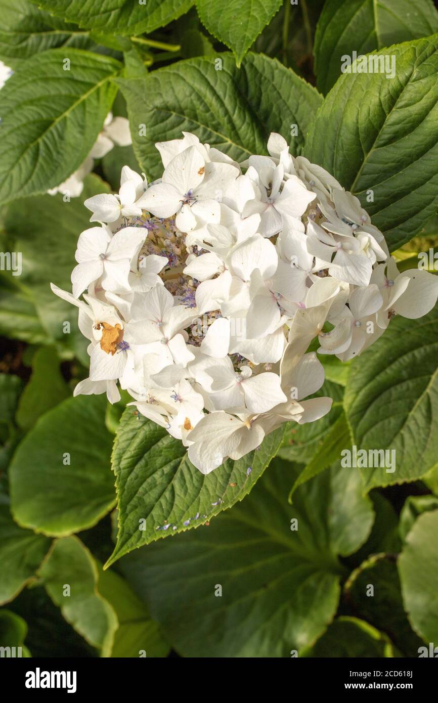 Hydrangea 'Lanarth White' close -up flower photograph Stock Photo - Alamy