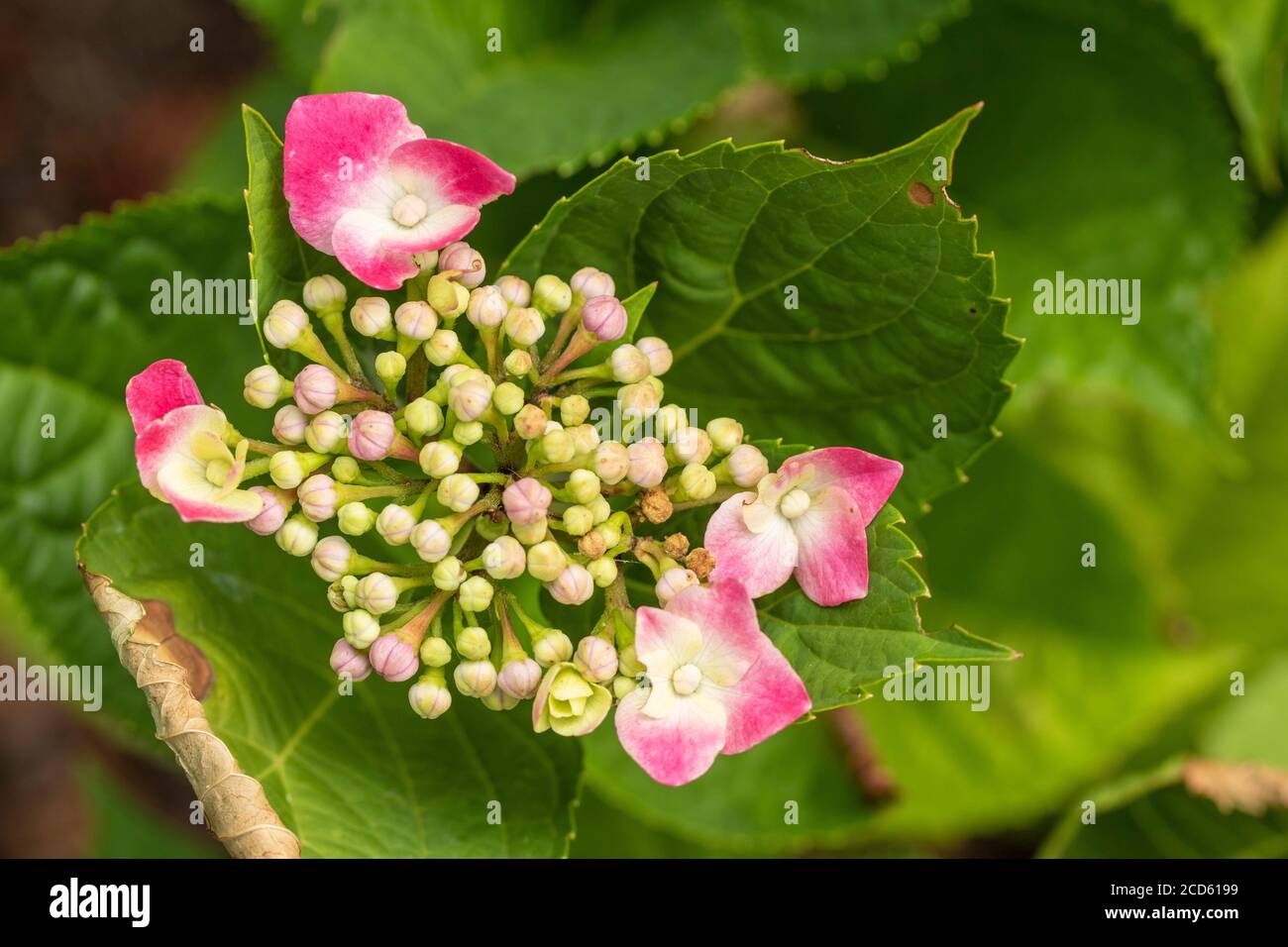 Distinctive seed capsules hi-res stock photography and images - Alamy