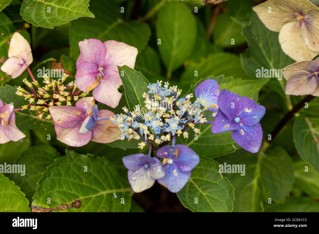 Hydrangea 'Zorro' flowers and foliage Stock Photo - Alamy