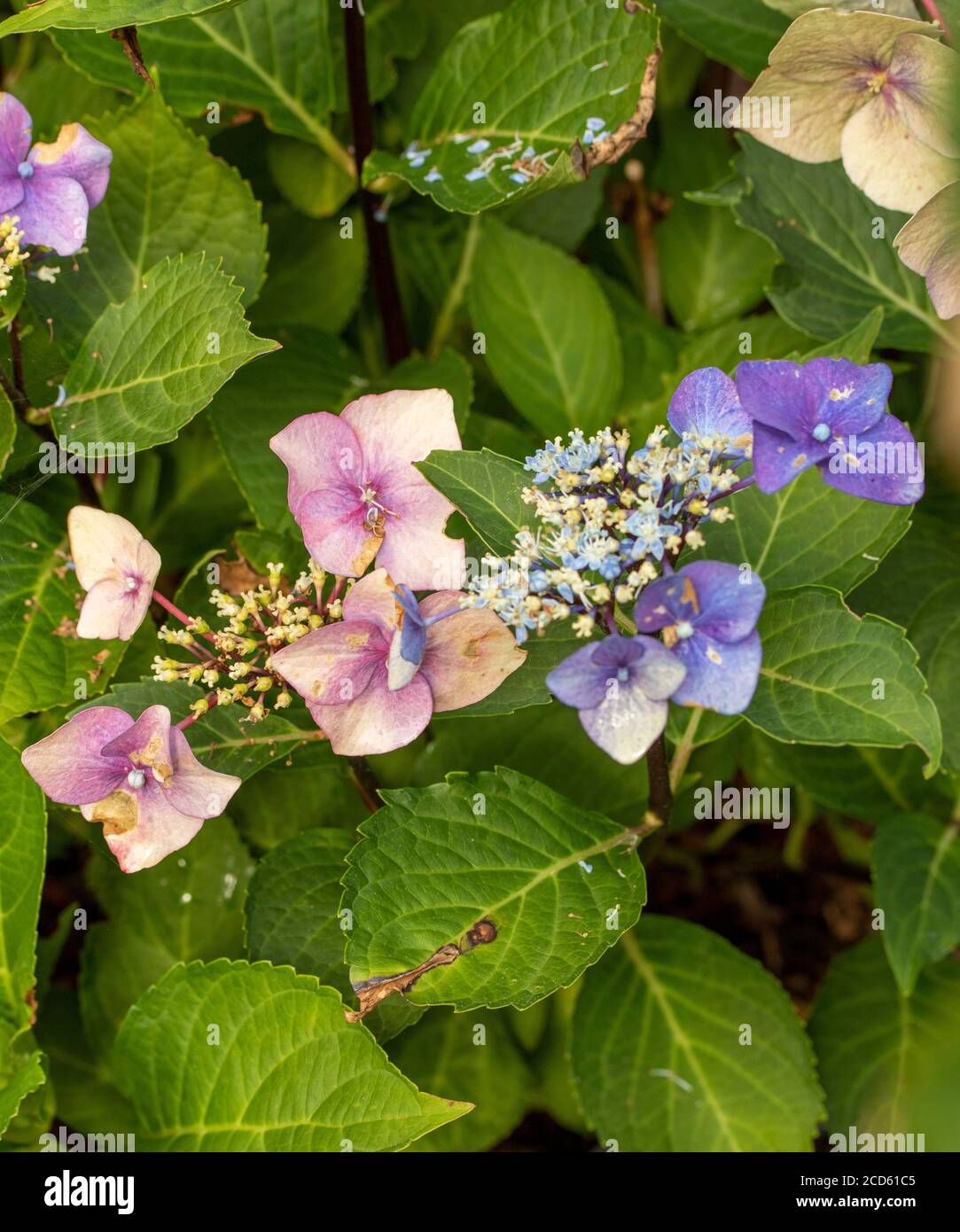 Hortensia zorro hi-res stock photography and images - Alamy