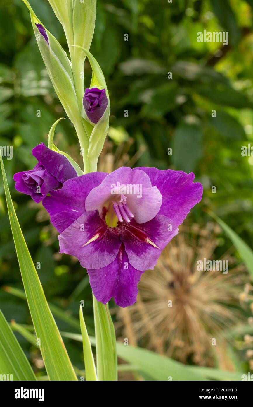 Gladioli flowers, close-up garden flower portrait Stock Photo - Alamy