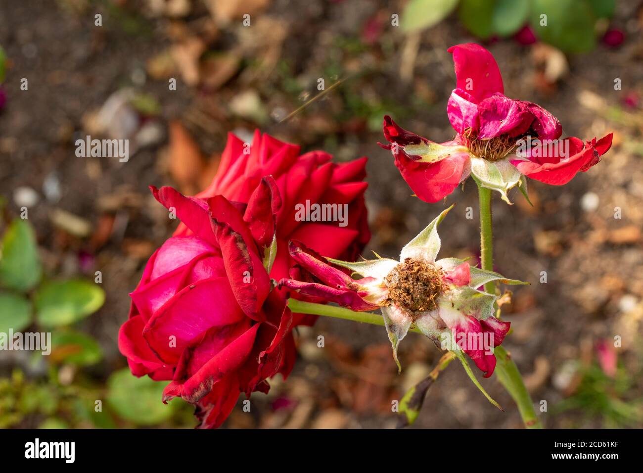Rosa loving memory rose hi-res stock photography and images - Alamy