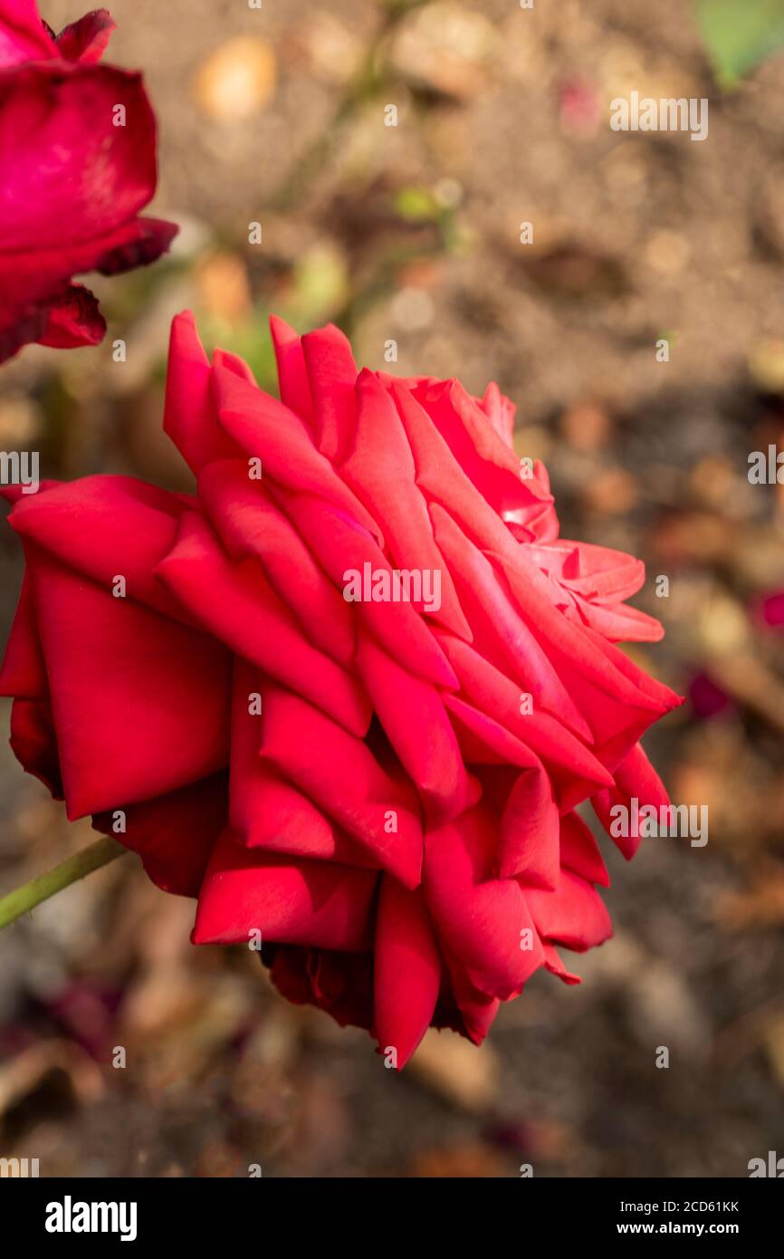 Rosa 'Loving Memory' natural garden flower portrait Stock Photo - Alamy