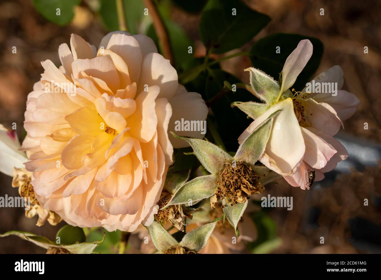 Rosa 'Dame Judy Dench', garden flower portrait Stock Photo - Alamy
