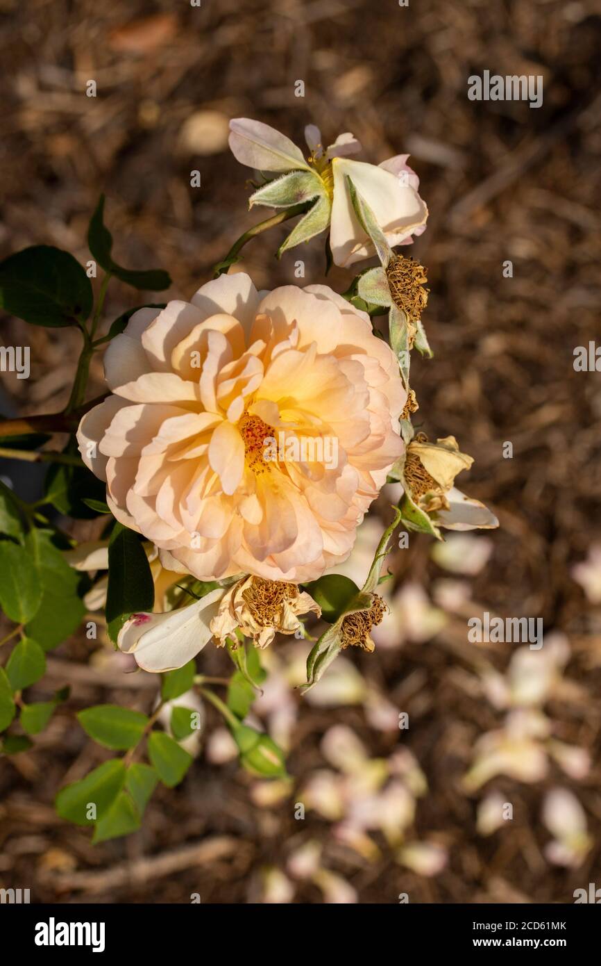 Judy dench rose hi-res stock photography and images - Alamy