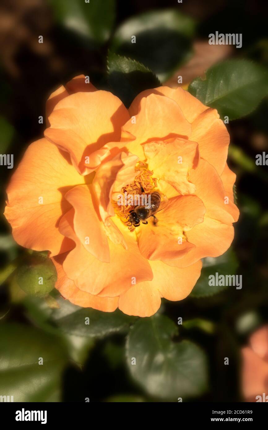 Precious amber rose hi-res stock photography and images - Alamy