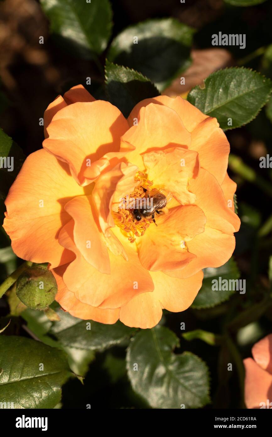 Rosa precious love hi-res stock photography and images - Alamy