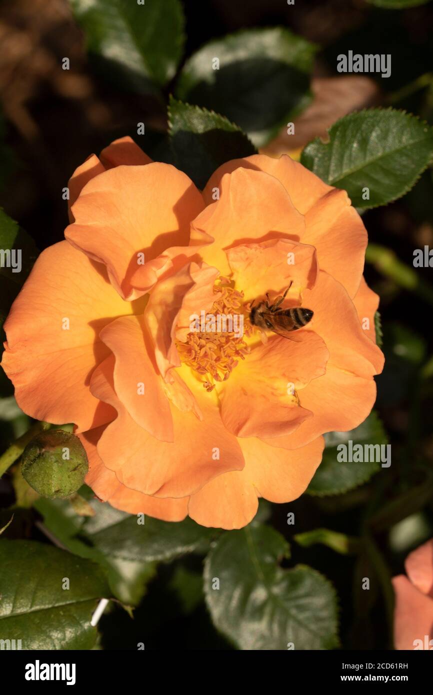 Rosa precious love hi-res stock photography and images - Alamy