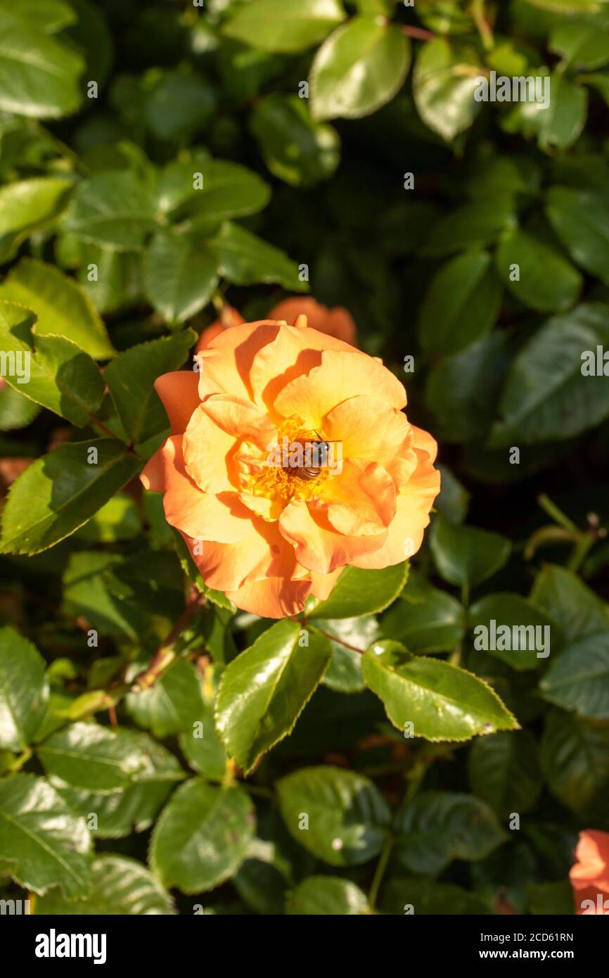 Precious amber rose hi-res stock photography and images - Alamy