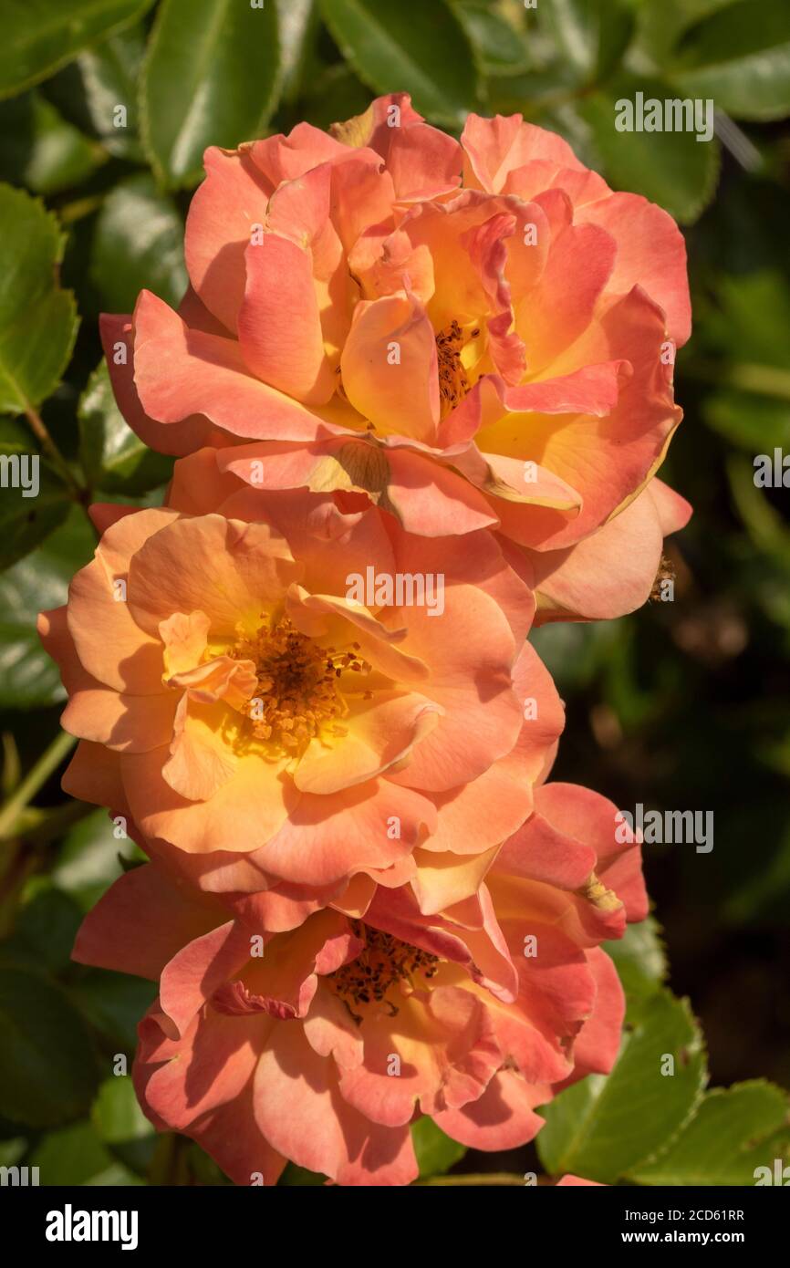 Rosa precious love hi-res stock photography and images - Alamy