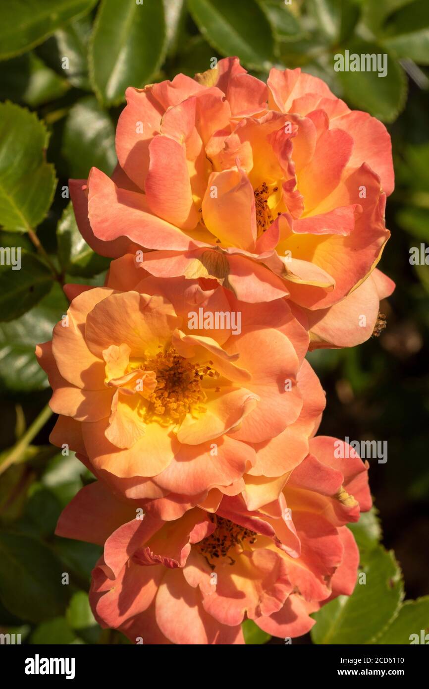 Precious amber rose hi-res stock photography and images - Alamy